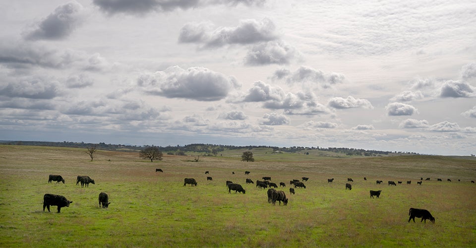 Cows and Climate Change | UC Davis