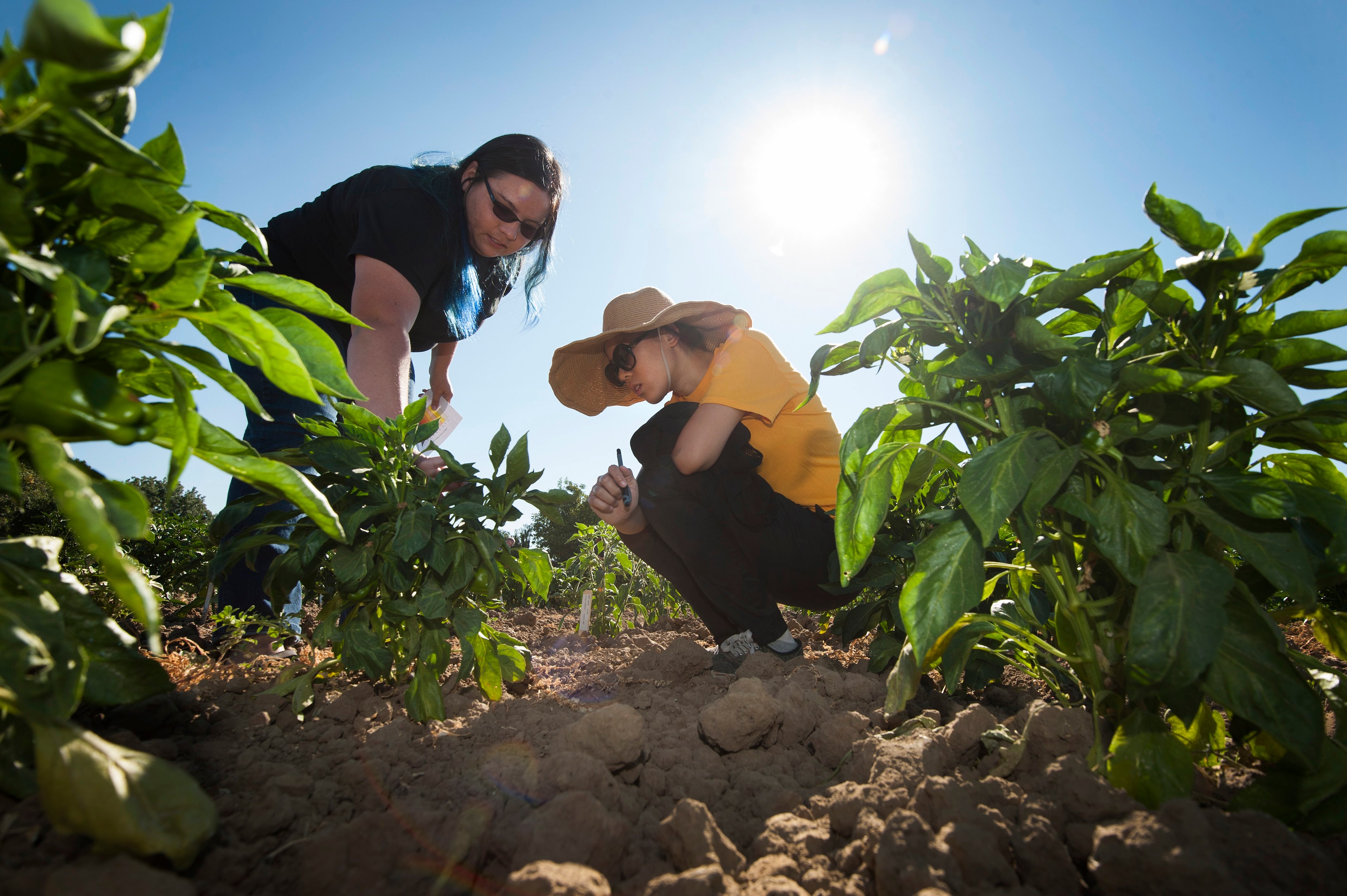 Students Breeding a Better Organic Popper Pepper | UC Davis