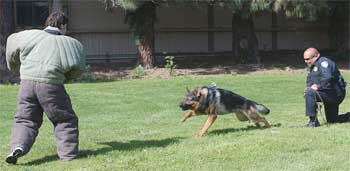 Police Dog Show to Arrest Attention on Picnic Day | UC Davis