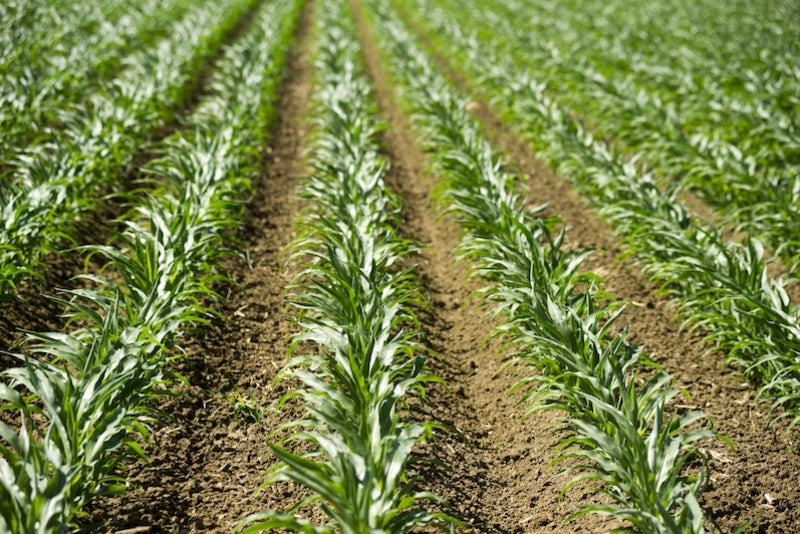 Uncovering the Hidden Life of Soil | UC Davis