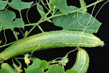 Cucumber Genome Published | UC Davis