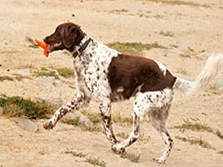 Dog jawbones regrown with biomedicine technique (VIDEO) | UC Davis