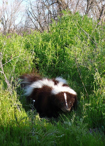 American Carnivores Evolved to Avoid Each Other | UC Davis