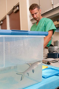 Fish Doc Cares for Watery Clientele | UC Davis