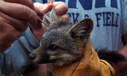 Scientists outfox ear tumors in endangered Catalina Island foxes | UC Davis