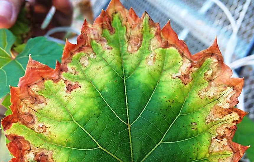 Newly Identified Enzyme May Be the Culprit in Pierce’s Disease ...