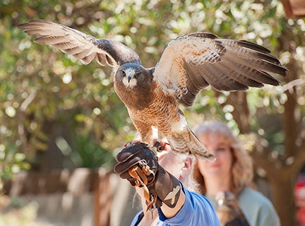 2 open houses: Raptor Center and University Airport | UC Davis