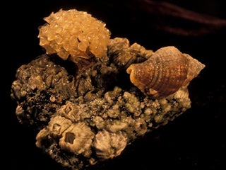 Male snails babysit for other dads | UC Davis