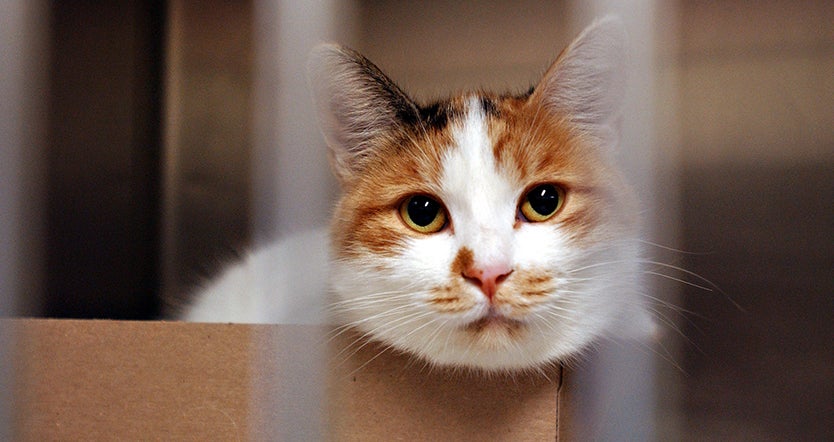 Million Cat Challenge Reaches Halfway Milestone | UC Davis