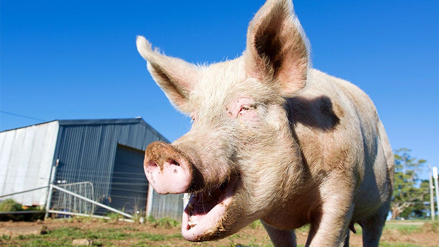 UC Davis Leads World in Veterinary Science, Second in Agriculture | UC ...