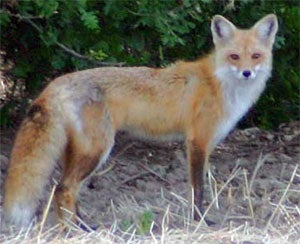 Native Red Foxes Living in Valley; Public's Help Sought | UC Davis