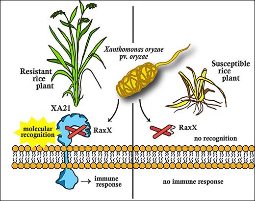 Rice disease-resistance discovery closes the loop for scientific ...