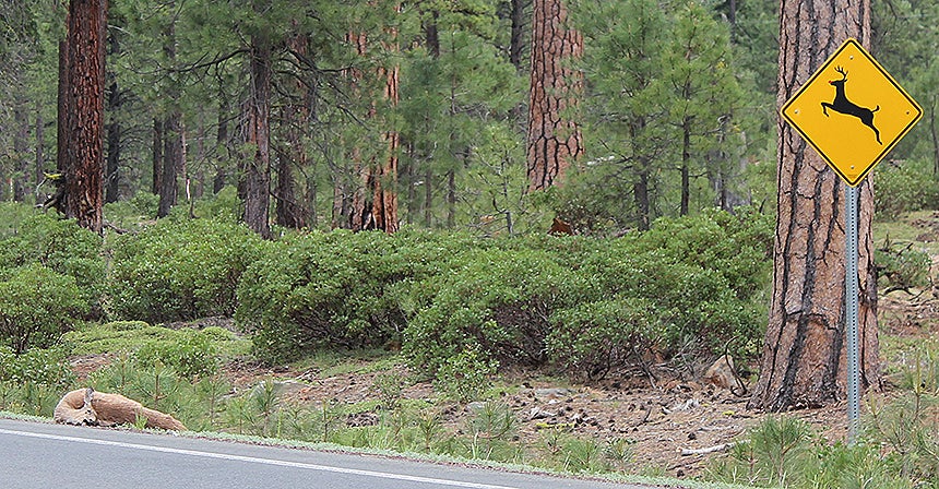 Roadkill Hot Spots on California’s Highways Identified in Report | UC Davis
