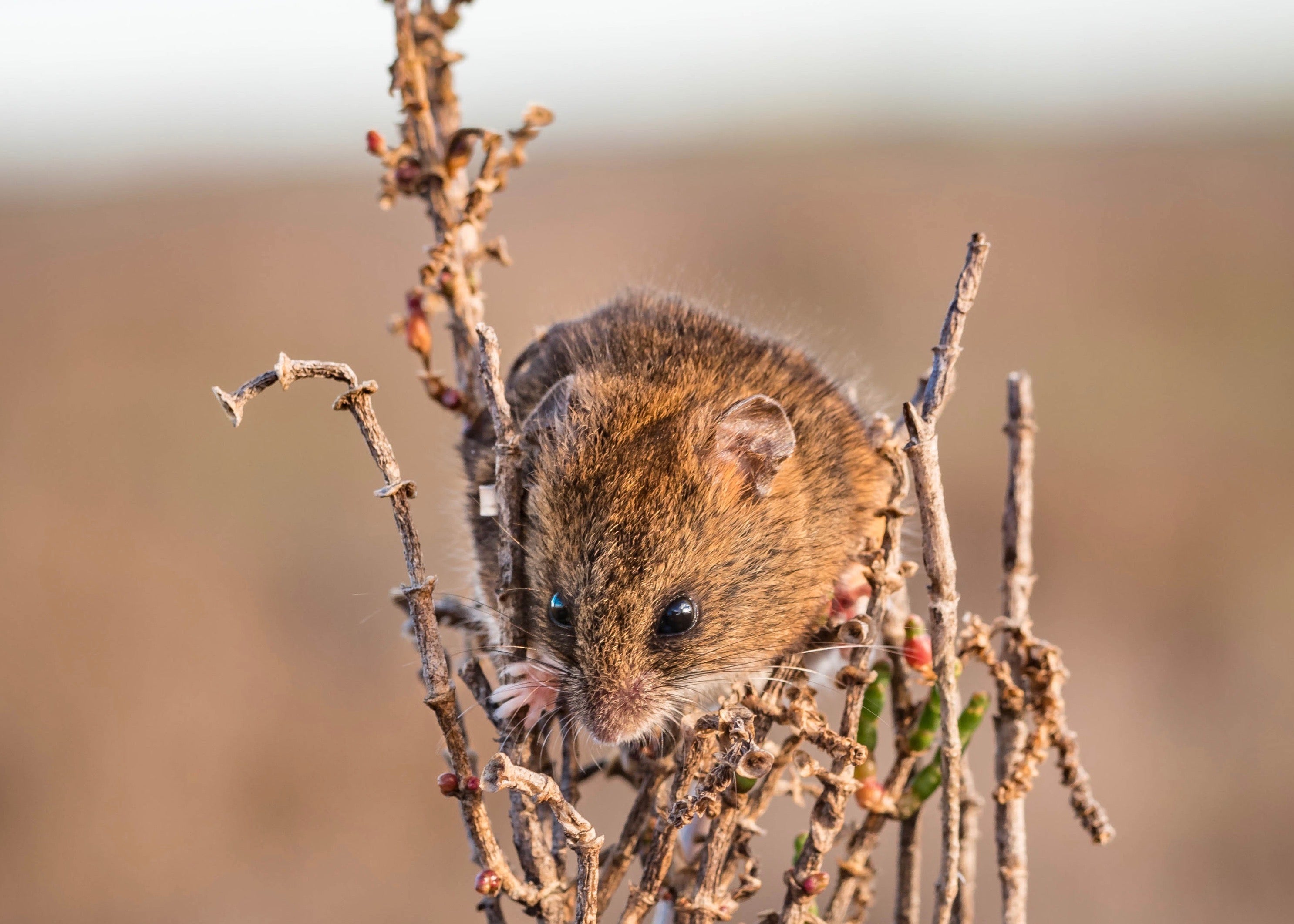 Endangered-Mouse Study Shares No-Contact Sampling Method | UC Davis