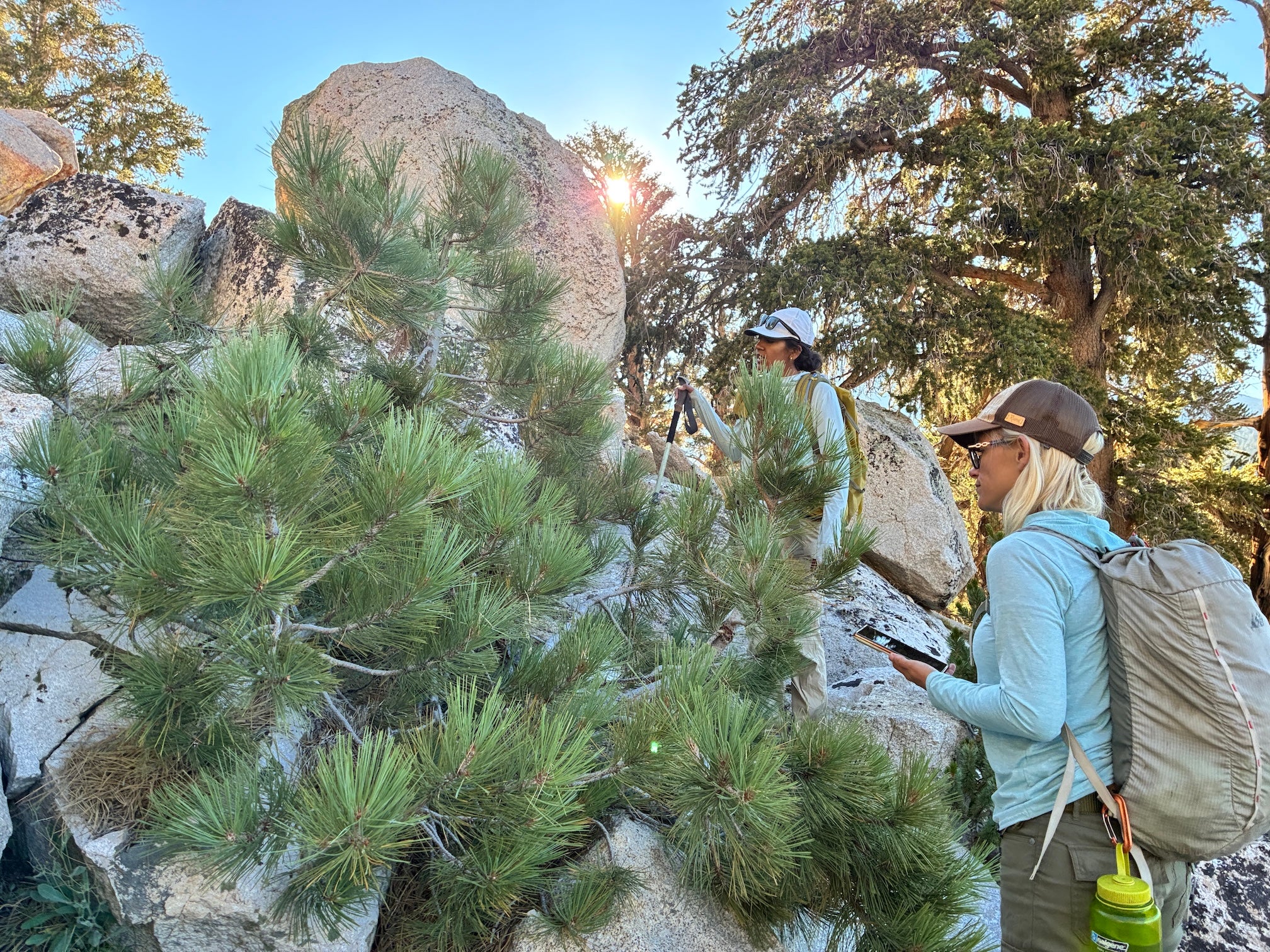 What a Tree in the High Sierra Says About Climate Change | UC Davis
