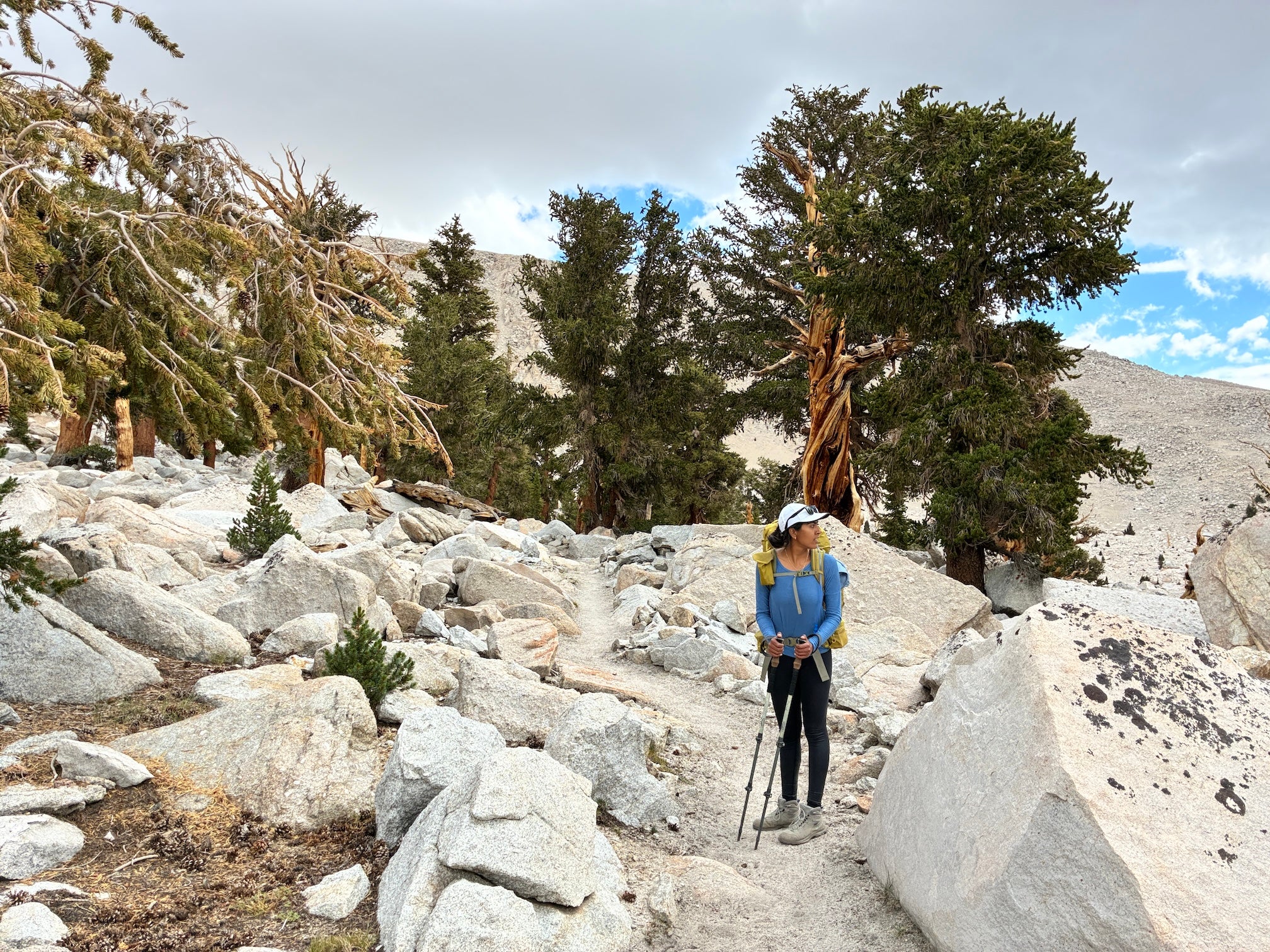 What a Tree in the High Sierra Says About Climate Change | UC Davis