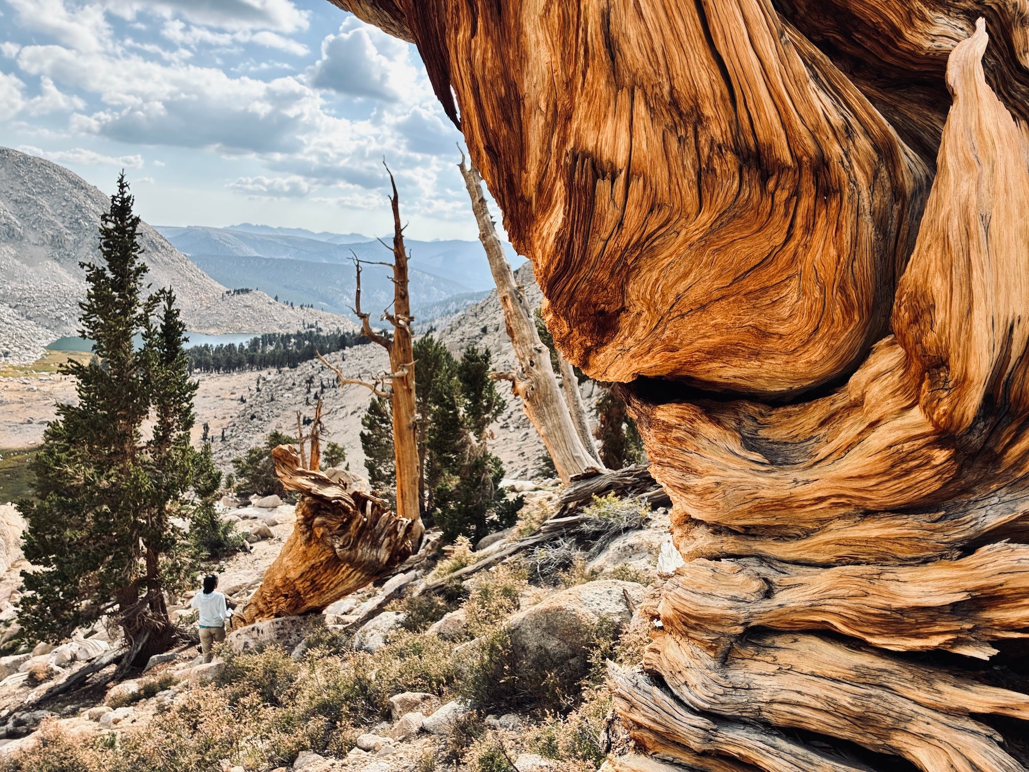 What a Tree in the High Sierra Says About Climate Change | UC Davis