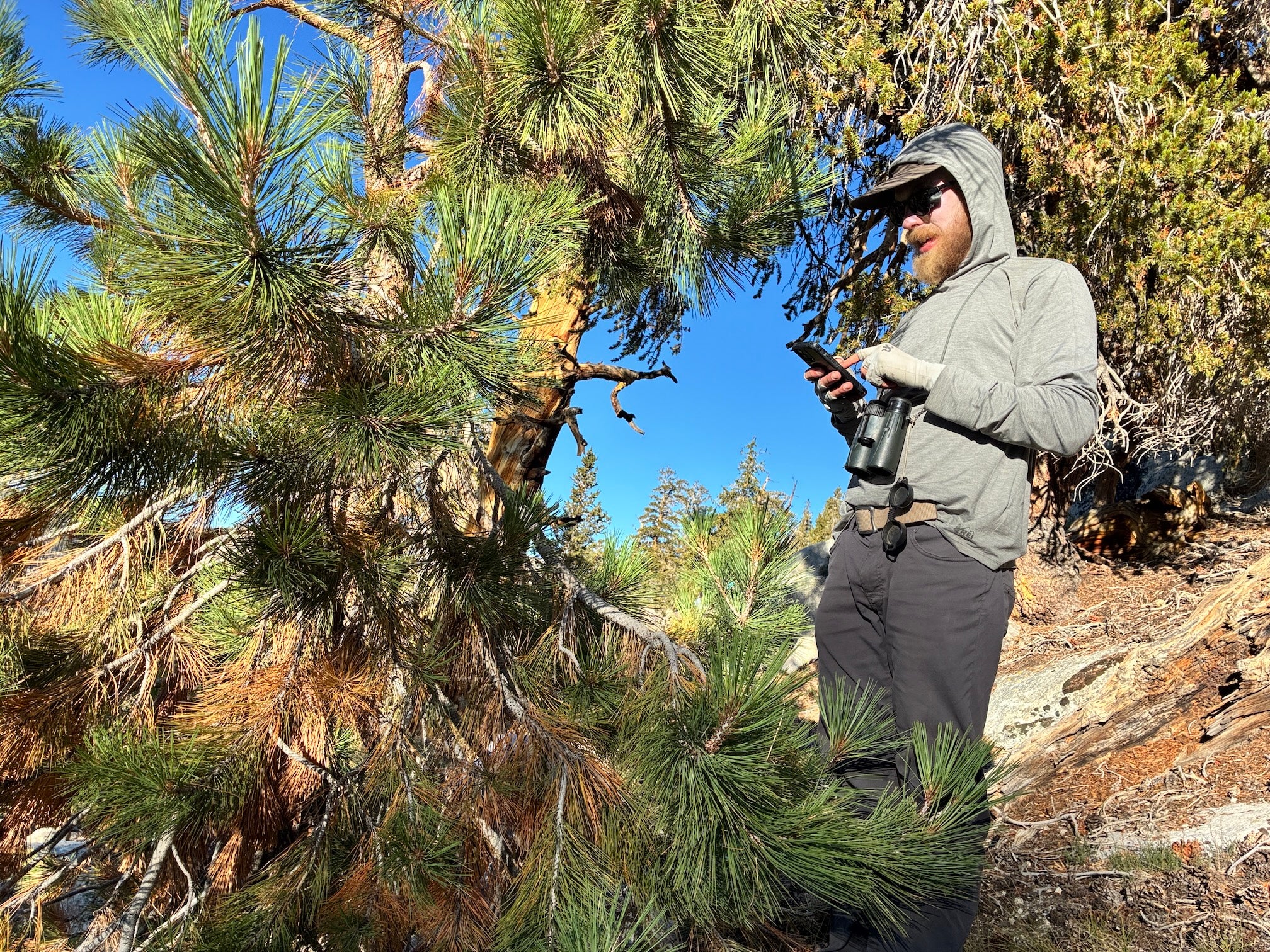 What a Tree in the High Sierra Says About Climate Change | UC Davis