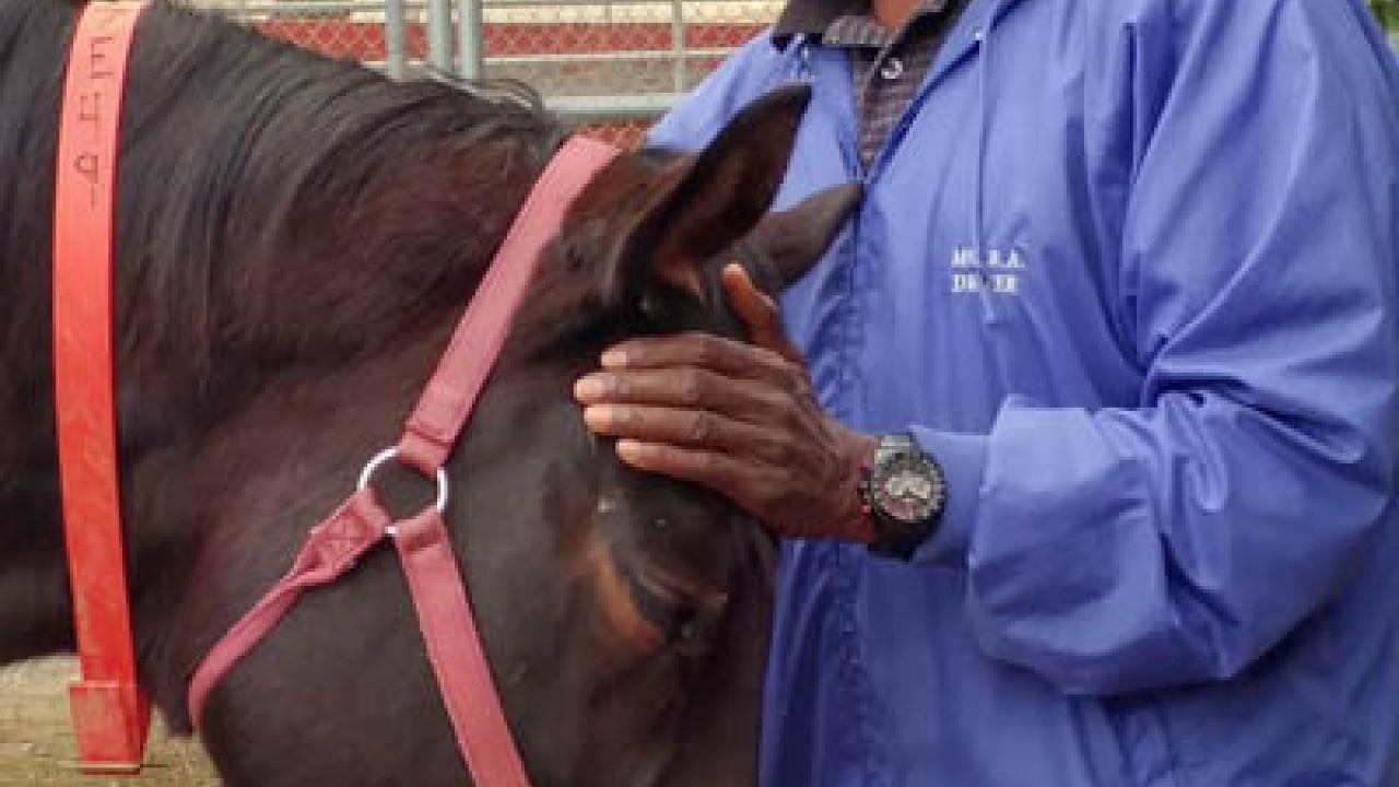 Easing the Effects of Dementia with Help from Horses | UC Davis