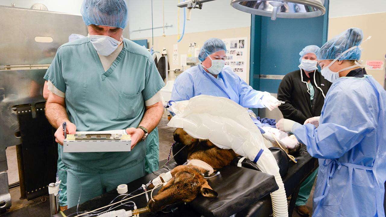 Veterinarian’s Safer Drug Idea Awakens Sleepy Market for Anesthesia ...