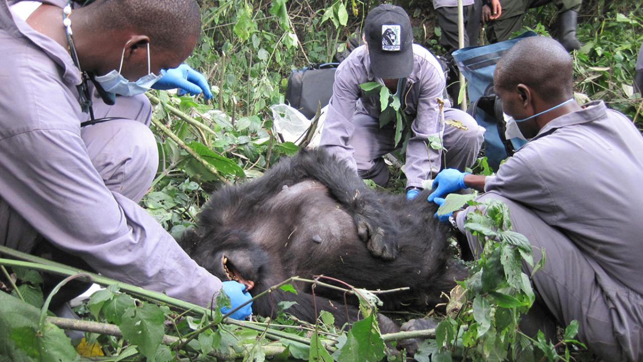 National Geographic Features UC Davis Gorilla Doctors | UC Davis
