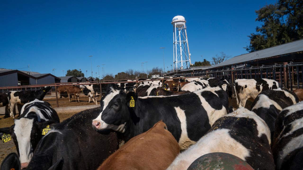 Study Examines Environmental Footprint of California Dairy Cows Over 50 ...