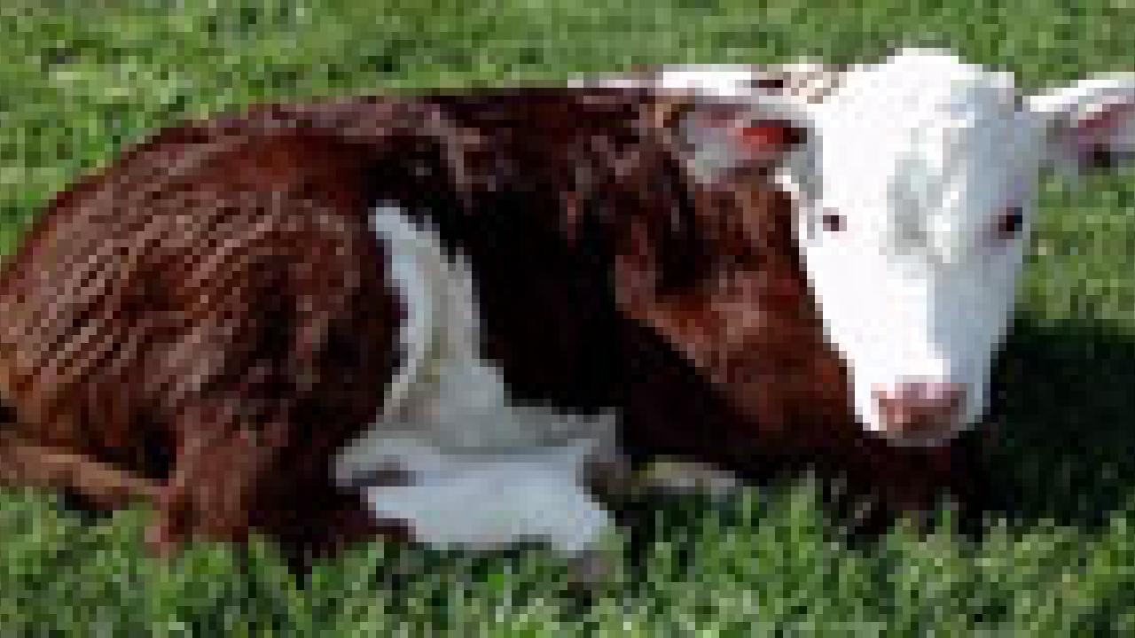 Cloned Beef Calf Born at UC Davis | UC Davis