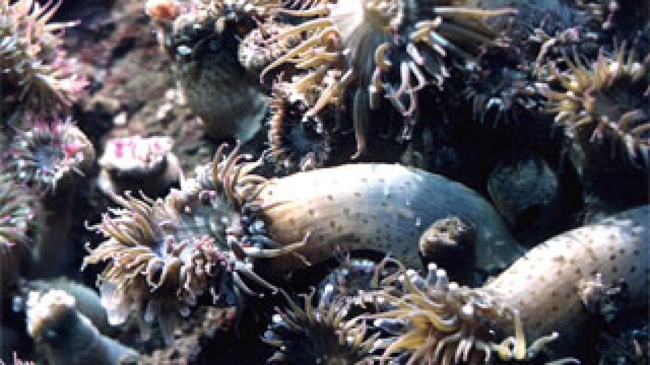 Anemone Armies Battle to a Standoff | UC Davis
