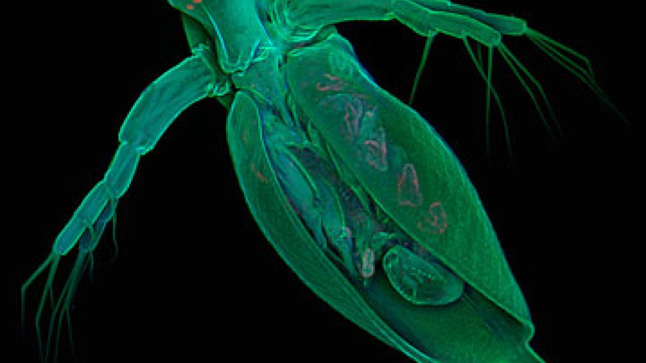 Water flea genome holds surprises | UC Davis