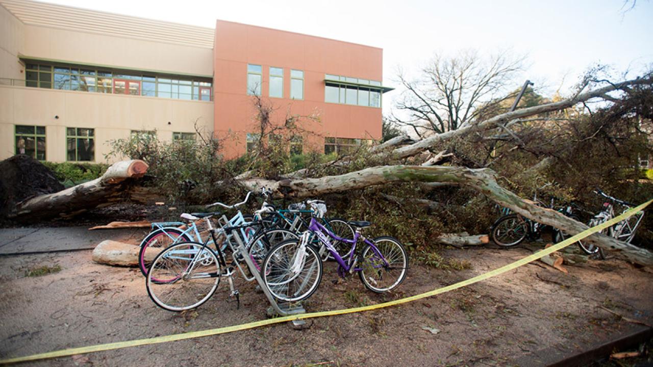 Wind Topples Trees on Campus | UC Davis