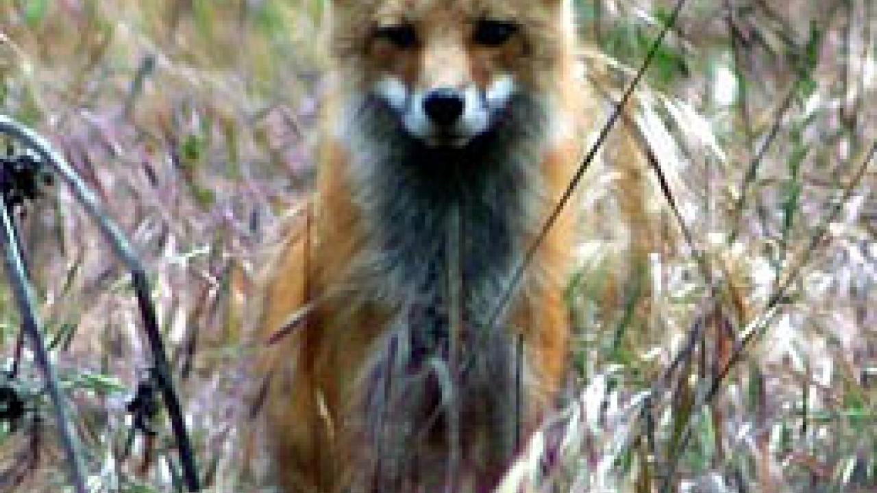 Valley Fox Studies Continue; Public's Help Needed Again | UC Davis