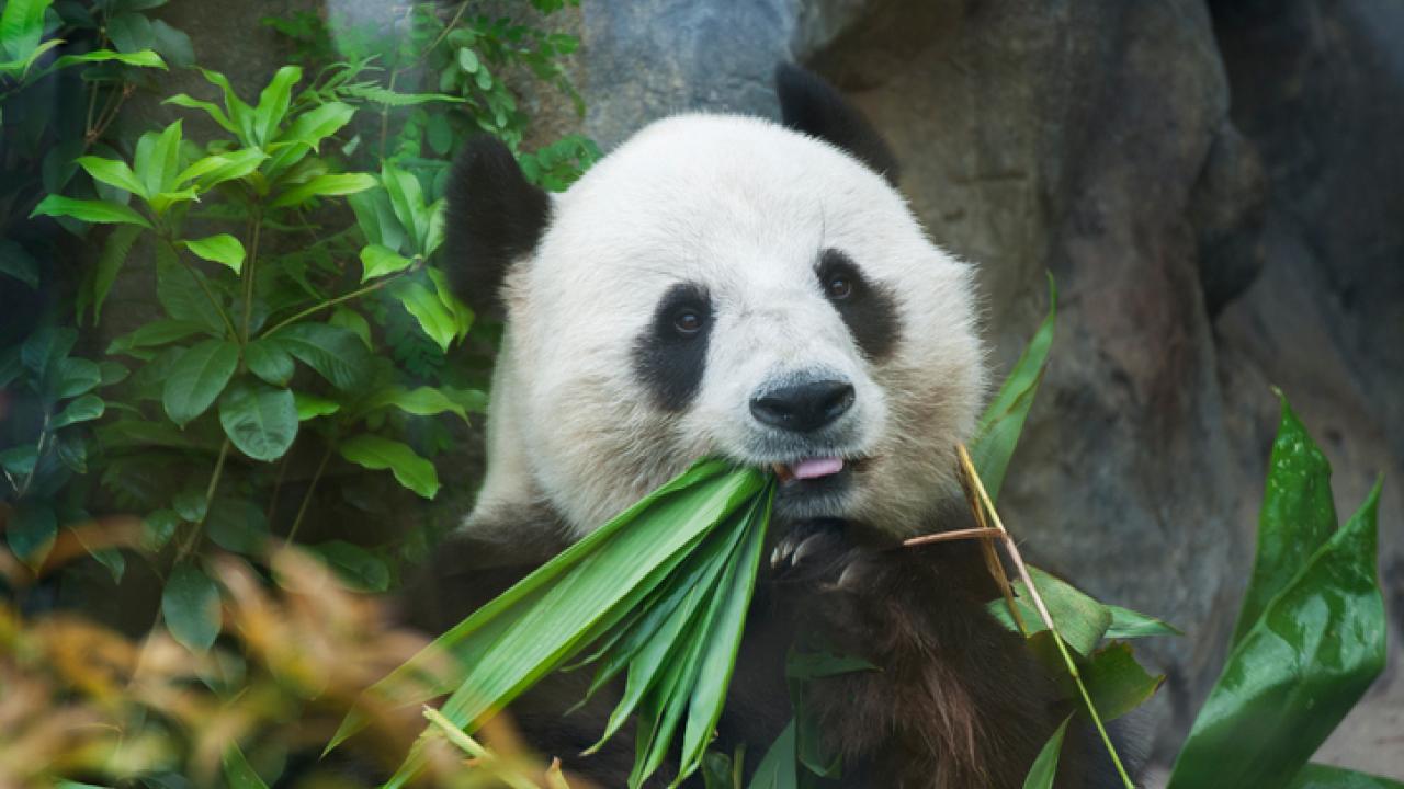 Why Pandas Are Black and White | UC Davis