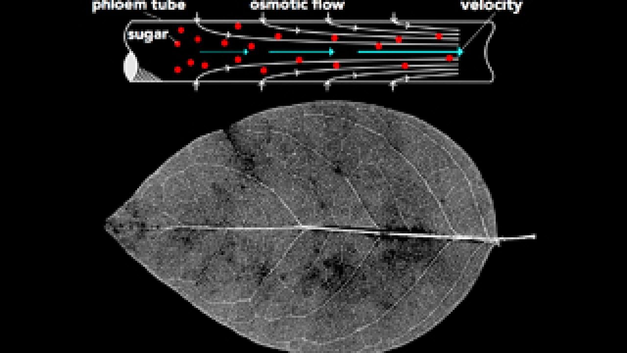 Tree physics limits height and leaf size, study shows | UC Davis