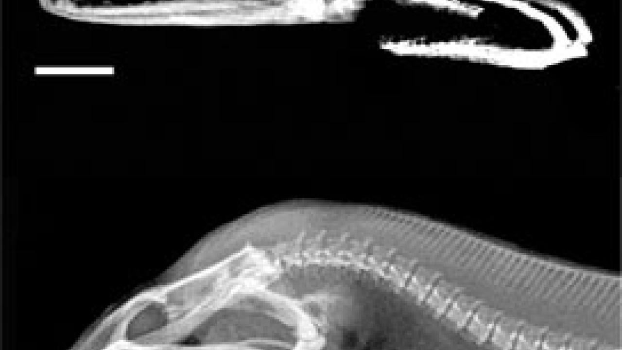 'Alien' Jaws Help Moray Eels Feed | UC Davis