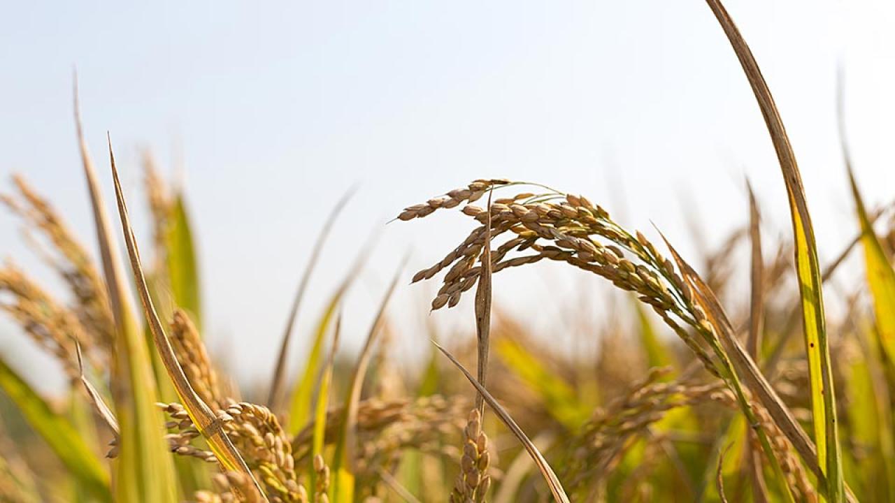 Surface Ozone Pollution Damages Rice Production in China | UC Davis