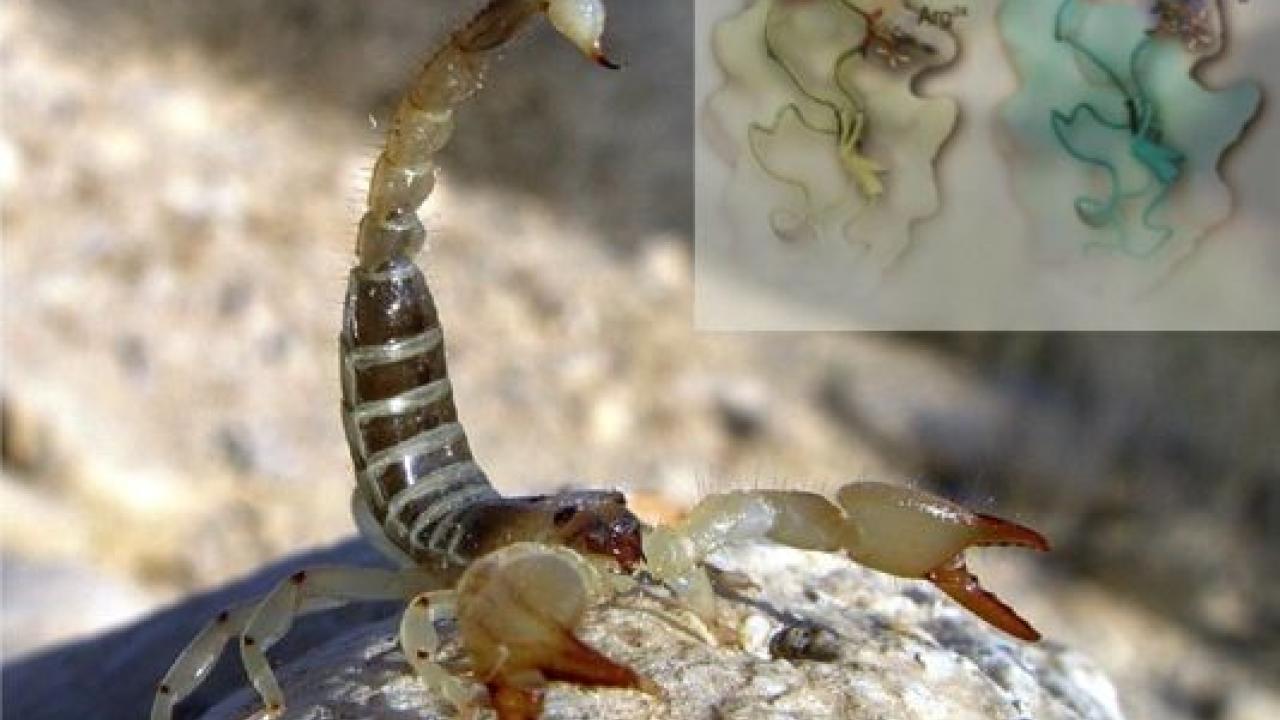Scorpion Venom Yields Clues for Developing Better Pharmaceuticals | UC ...