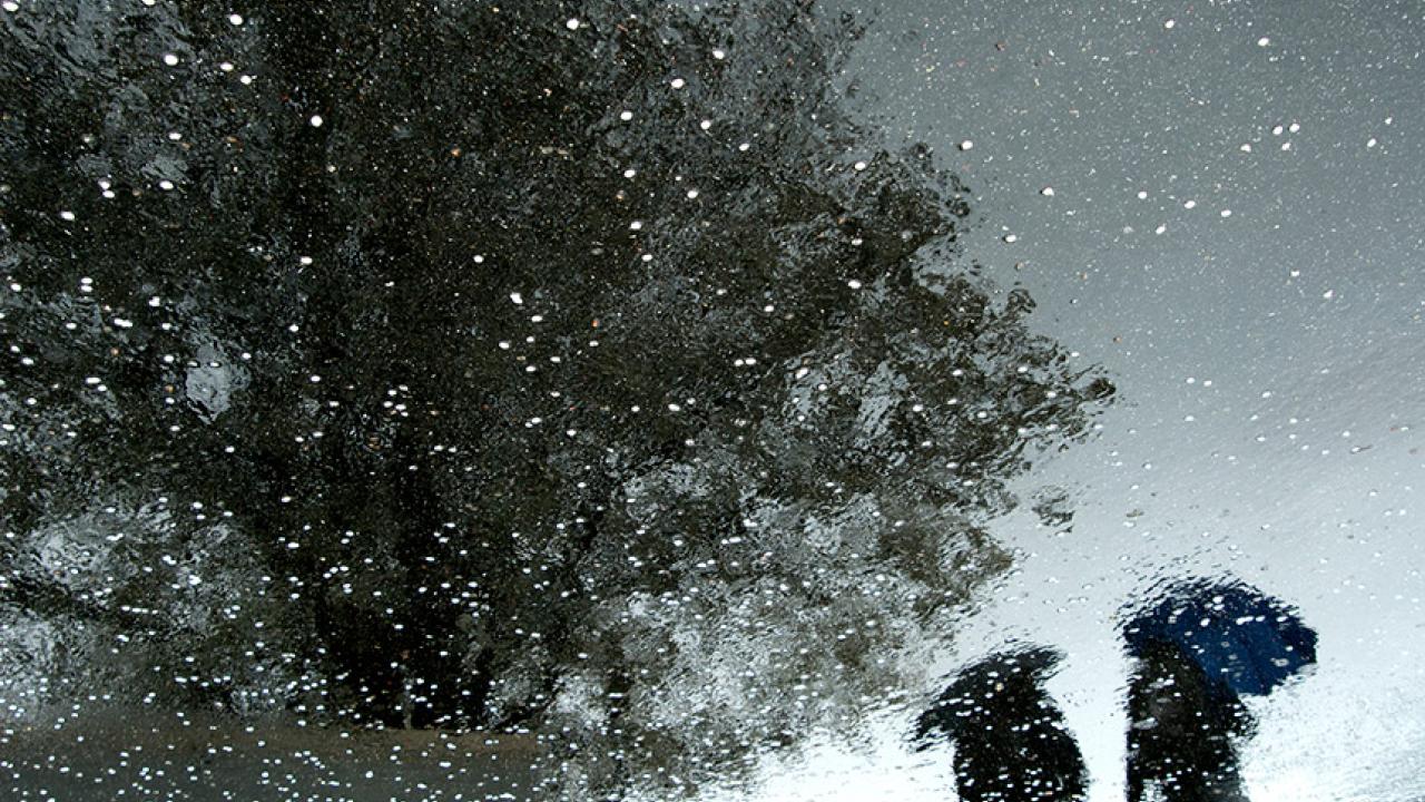 Wind Advisory in Effect, Cold Weather Expected | UC Davis