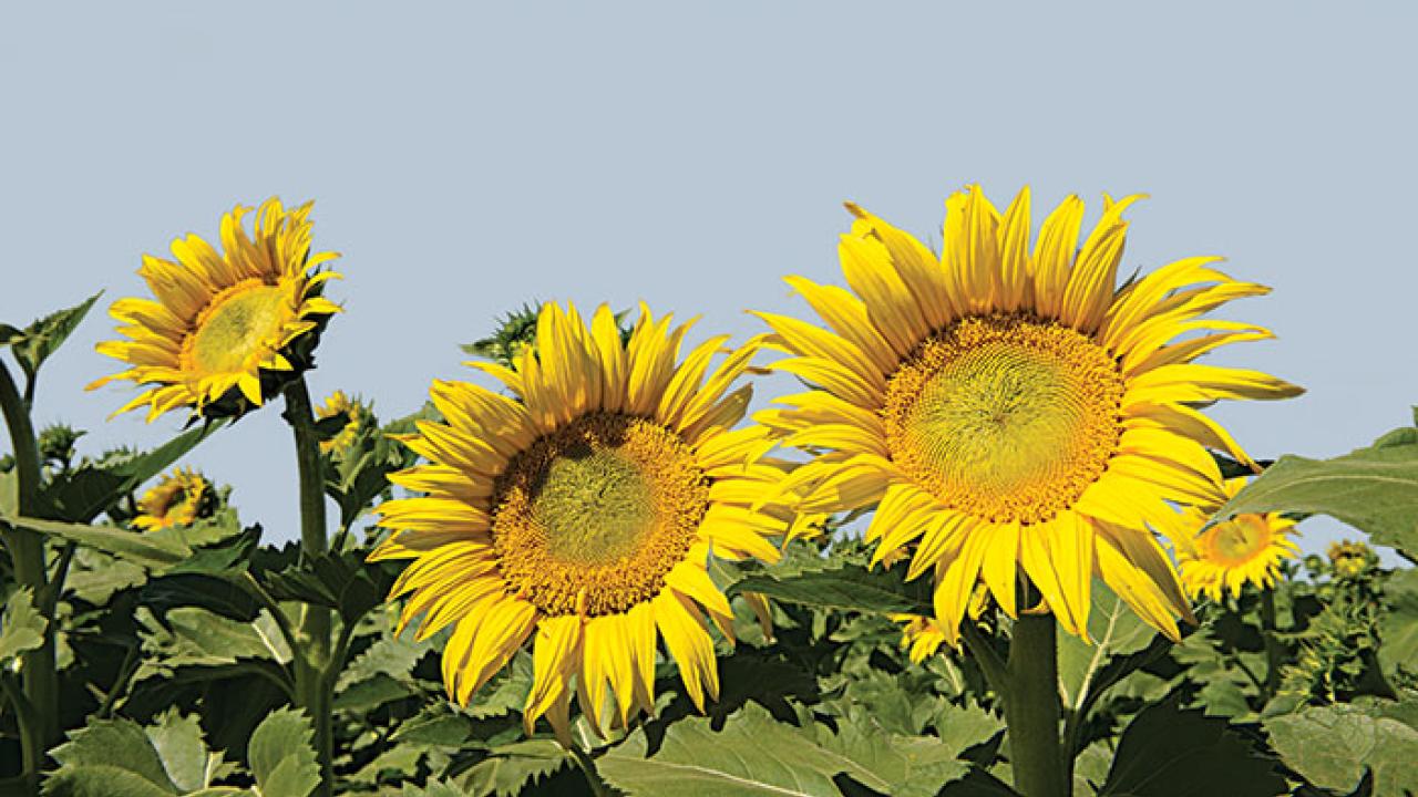 sunflower pollen uses