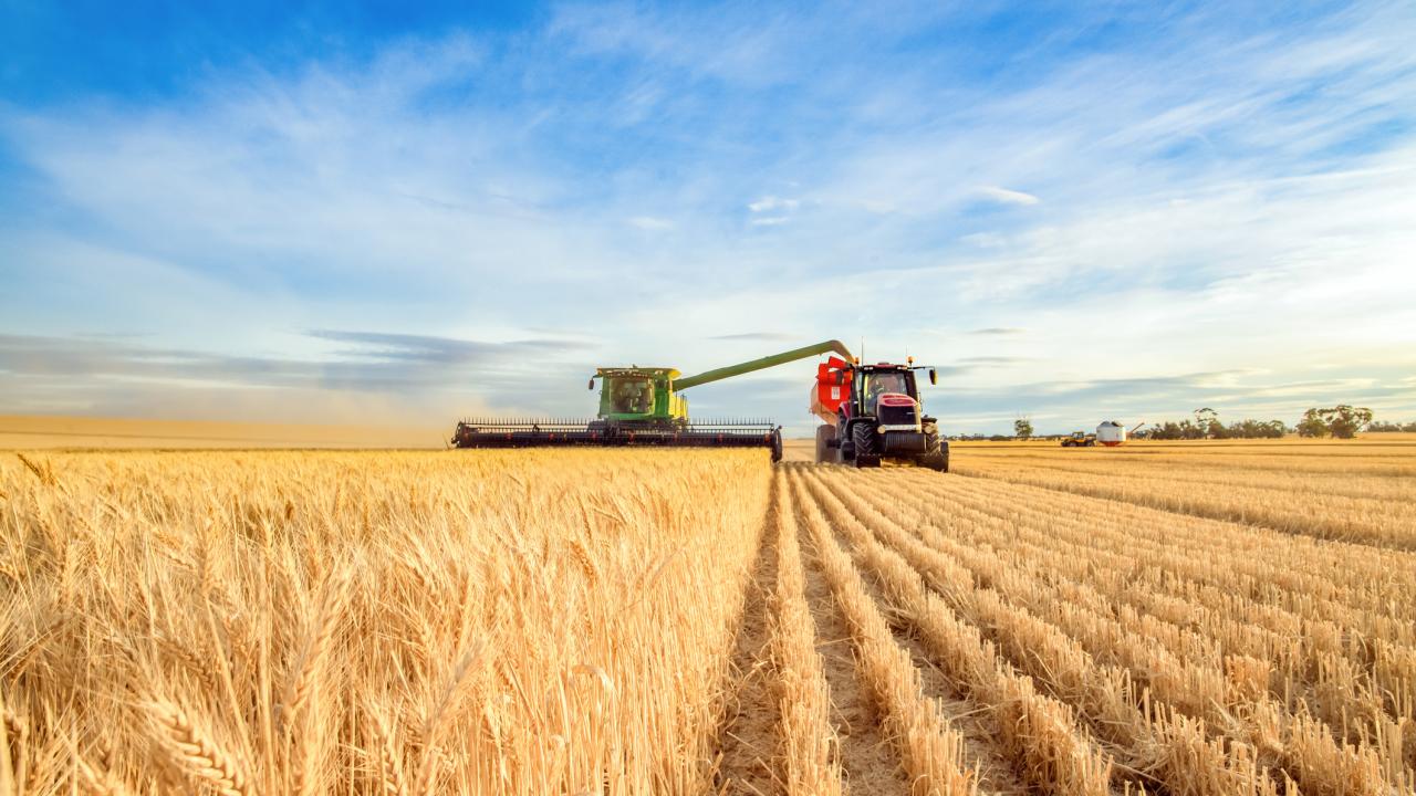 Scientists Unlock Key to Drought-Resistant Wheat Plants with Longer ...