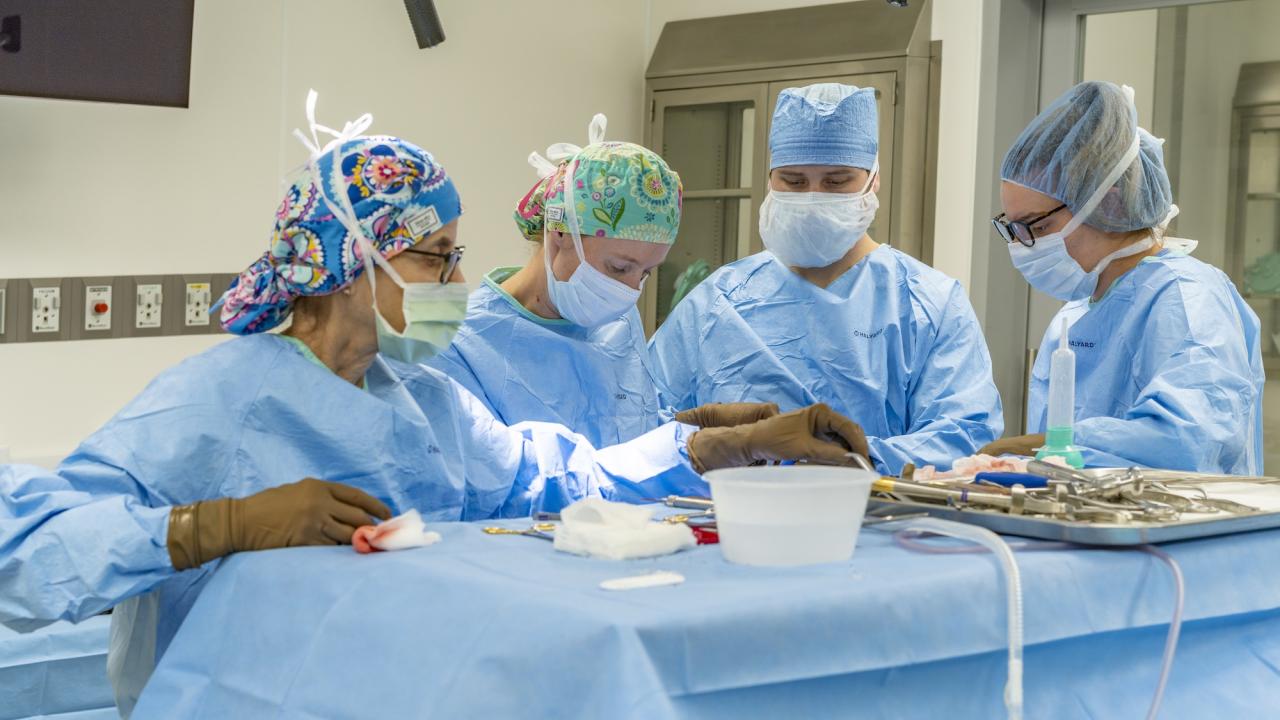 UC Davis Opens Center for Advanced Veterinary Surgery| UC Davis