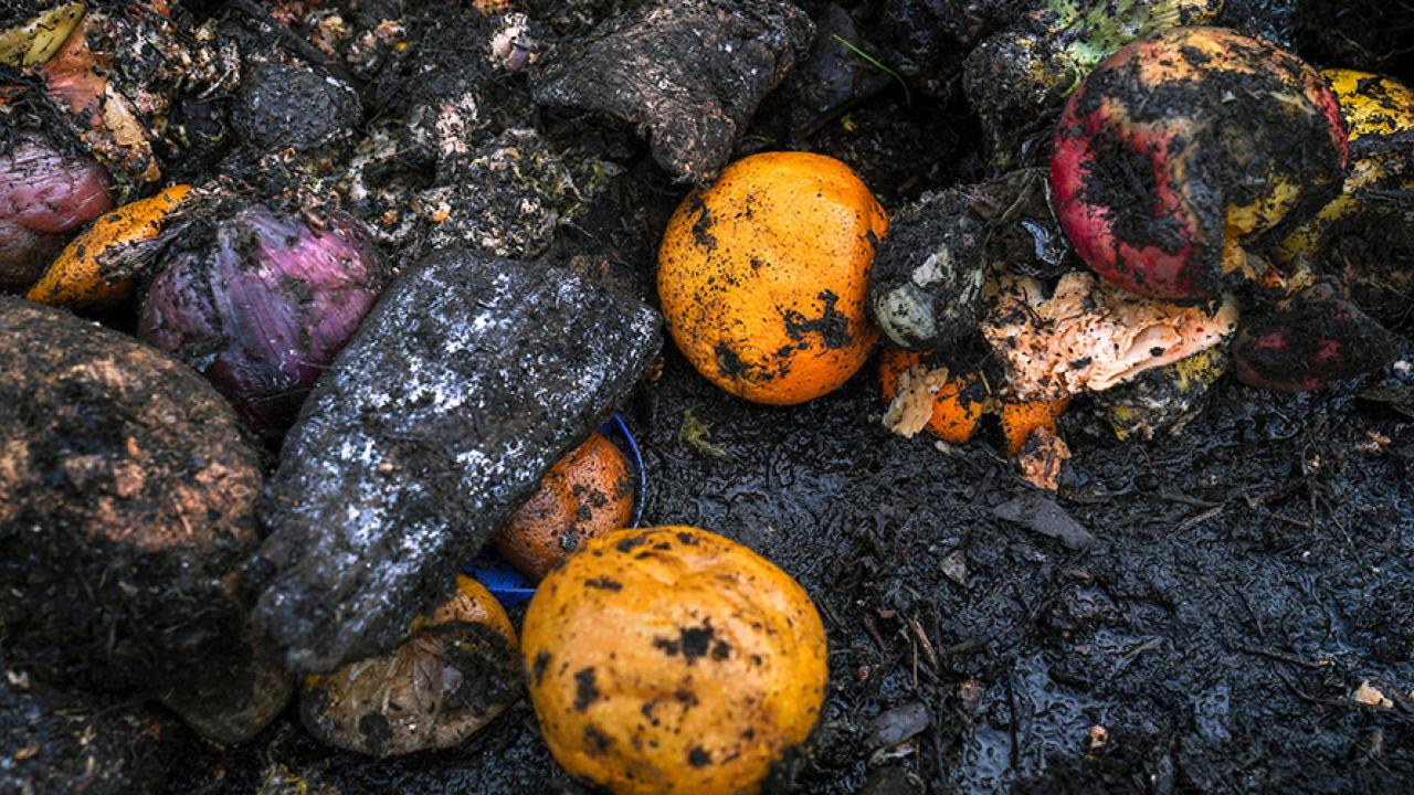 Why is one-third of our food wasted worldwide? | UC Davis