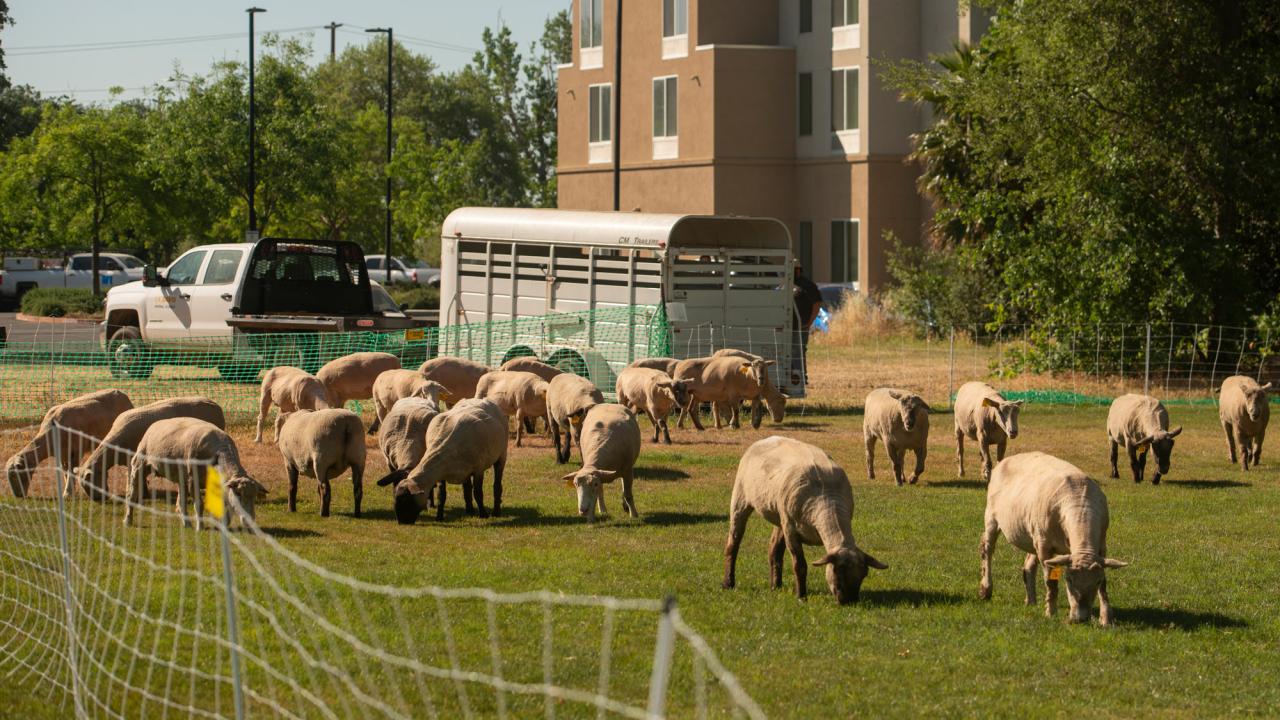 Sheep to Return One ‘Mow’ Time This Season | UC Davis