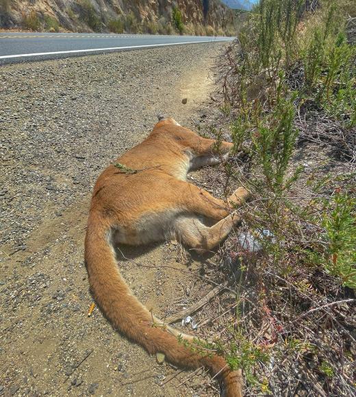Report: Roadkill a ‘Preventable Natural Disaster’ | UC Davis